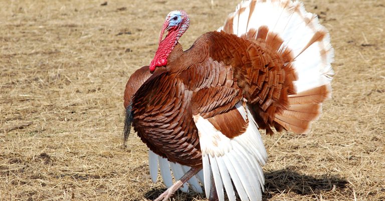 Bourbon Red Turkey Breed & Care Guide - The Garden Magazine