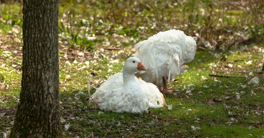 Sebastopol Geese Breed & Care Guide - The Garden Magazine