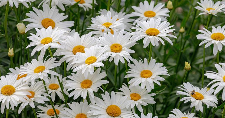 White Daisy Varieties For Your Garden - The Garden Magazine