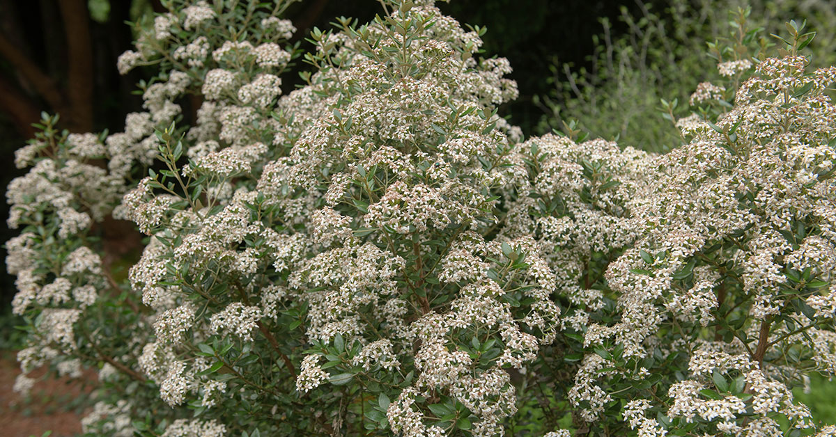 White Daisy Varieties For Your Garden - The Garden Magazine