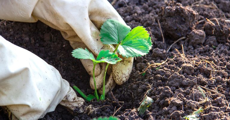 Houston, TX's USDA Hardiness Zone Map & Planting Schedule - The Garden ...