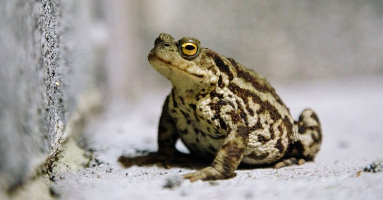 How To Attract Toads To Your Garden - The Garden Magazine