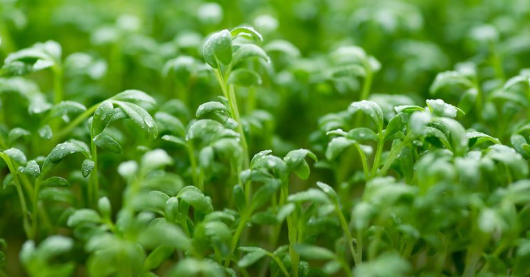 Perennial Vegetables That Grow Back Every Year - The Garden Magazine