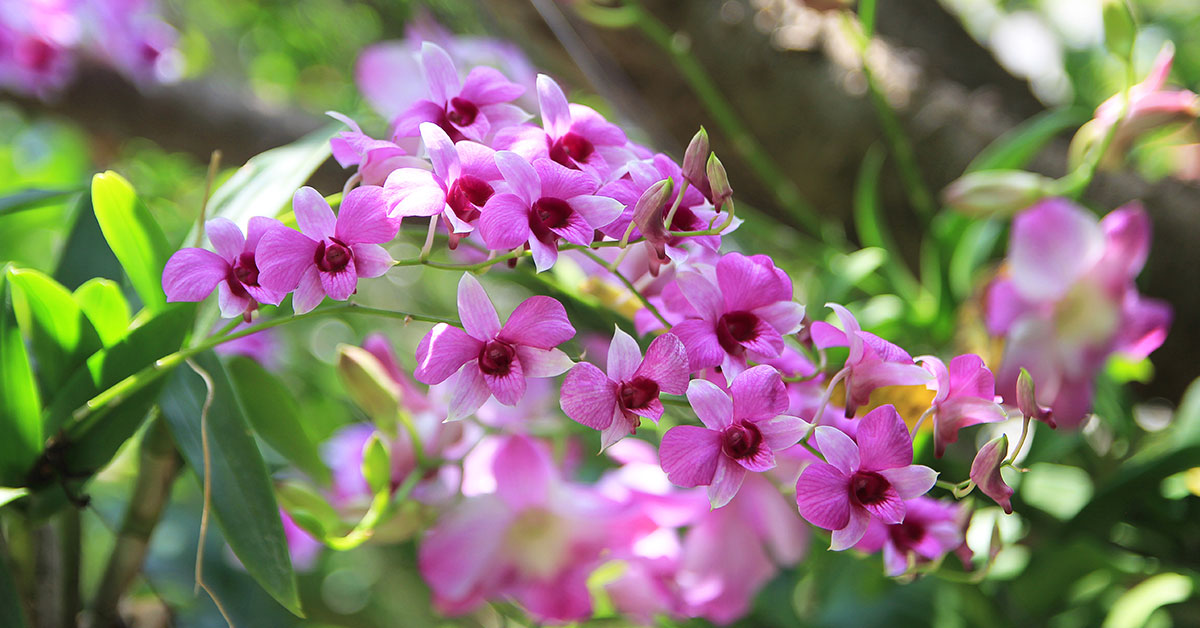 Phalaenopsis Orchid Growing & Care Guide - The Garden Magazine
