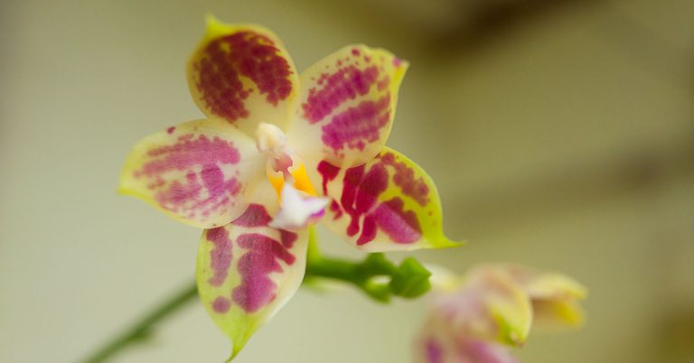Phalaenopsis Bellina Orchid Care Guide - The Garden Magazine