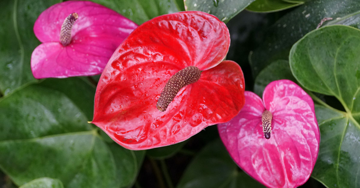 16 Tropical Plants to Grow Indoors - The Garden Magazine