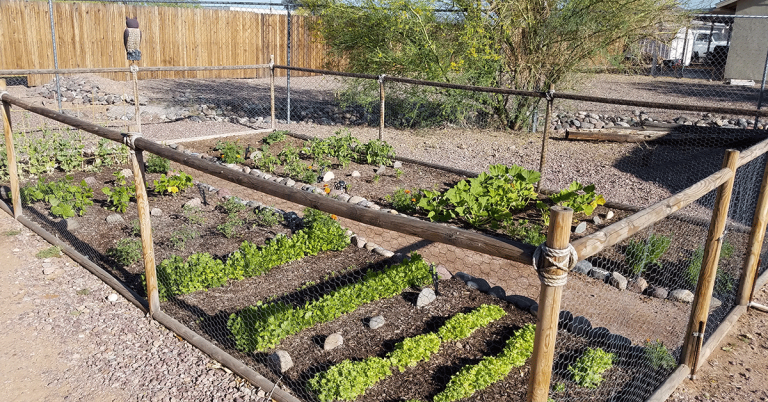 11 Vegetables That Grow Well In Arizona - The Garden Magazine