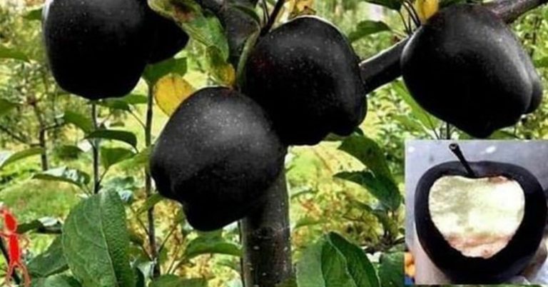 Black Diamond Apples: Care & Information - The Garden Magazine