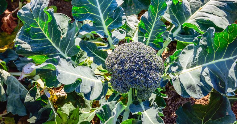 12 Best Vegetables For A Short Growing Season - The Garden Magazine