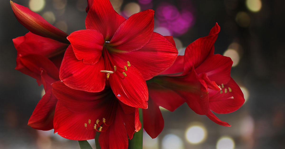 How To Care For Your Christmas Plants After The Holidays - The Garden ...