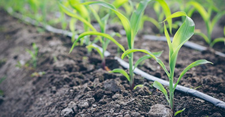 Best Fertilizer For Corn | When To Feed Your Corn - The Garden Magazine