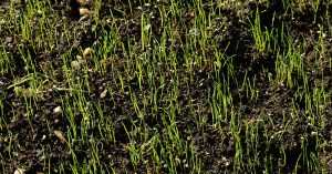When To Plant Grass In Zone 8 For The Perfect Lawn - The Garden Magazine