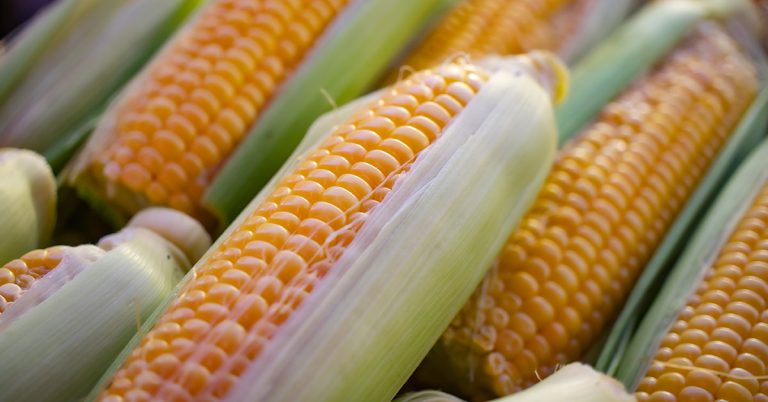 When To Start Planting Corn For Each Growing Zone - The Garden Magazine