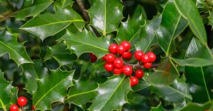 Holly Planting, Care, & Propagation Guide - The Garden Magazine