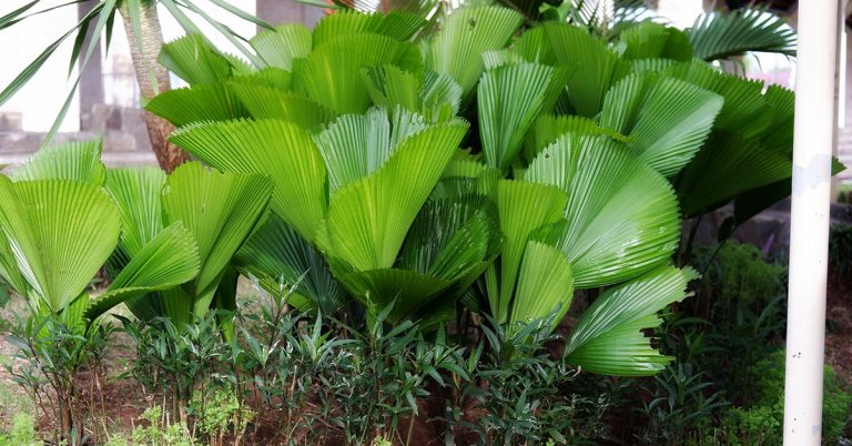 Licuala Cordata: Care Tips, Buying Online, and More - The Garden Magazine