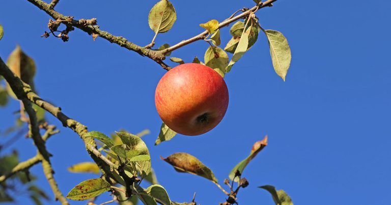 12 Fall Fruits to Harvest and Preserve - The Garden Magazine