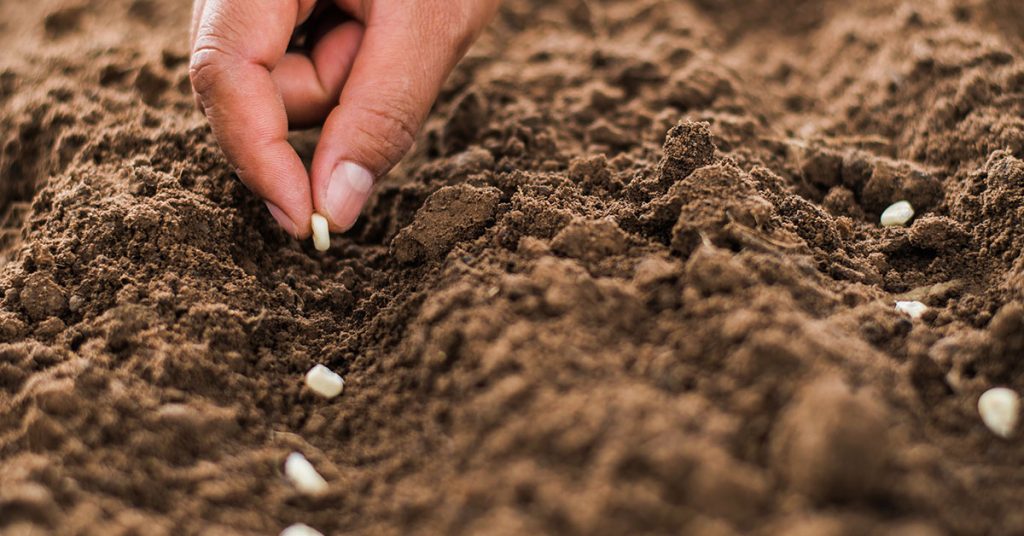 When To Start Planting Corn For Each Growing Zone - The Garden Magazine