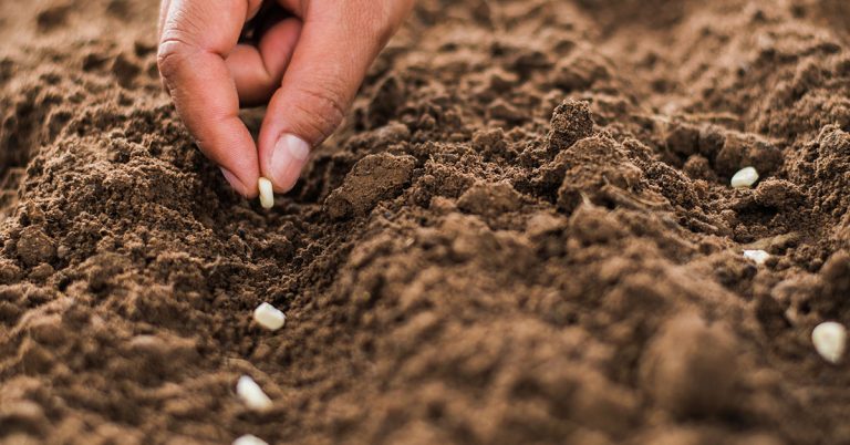 When To Start Planting Corn For Each Growing Zone - The Garden Magazine