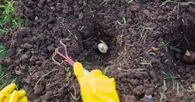 When To Plant Tulip Bulbs In Michigan - The Garden Magazine