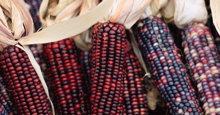 Jimmy Red Corn: A Treasured Heirloom Variety - The Garden Magazine