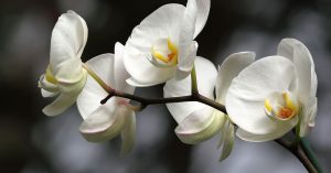 12 Flowers That Symbolize Forgiveness - The Garden Magazine
