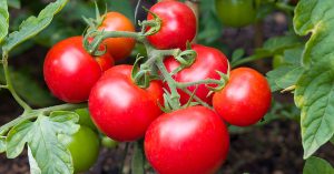 How To Fix And Prevent Tomato Root Rot - The Garden Magazine
