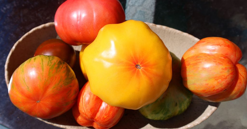 Mr. Stripey Tomato Growing & Care Guide - The Garden Magazine