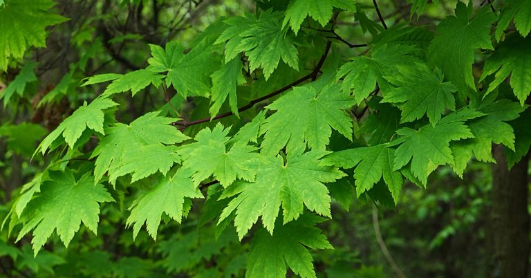 Amur Maple Planting & Care Guide - The Garden Magazine