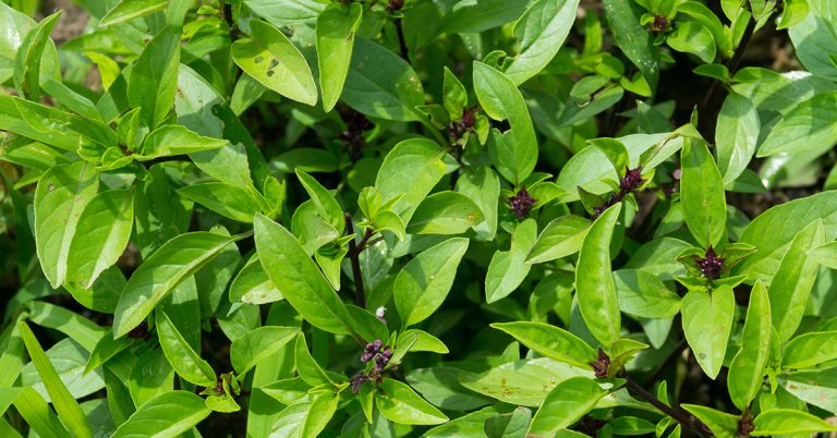 13 Herbs That Thrive in Container Gardens (And 7 That Don't) - The ...