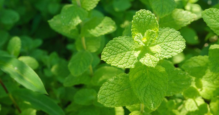 How To Get Rid Of Mint That's Taking Over - The Garden Magazine