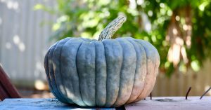 Australian Blue Pumpkin Growing Guide - The Garden Magazine