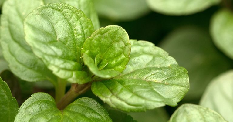 Bergamot Mint Growing & Care Guide - The Garden Magazine