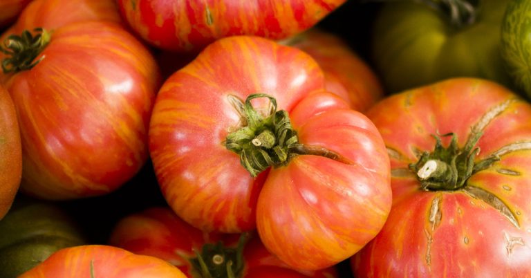 Martino's Roma Tomato Growing Guide - The Garden Magazine