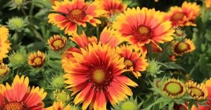 14 Prairie Flowers You Should Grow For a Beautiful Wildflower Meadow ...