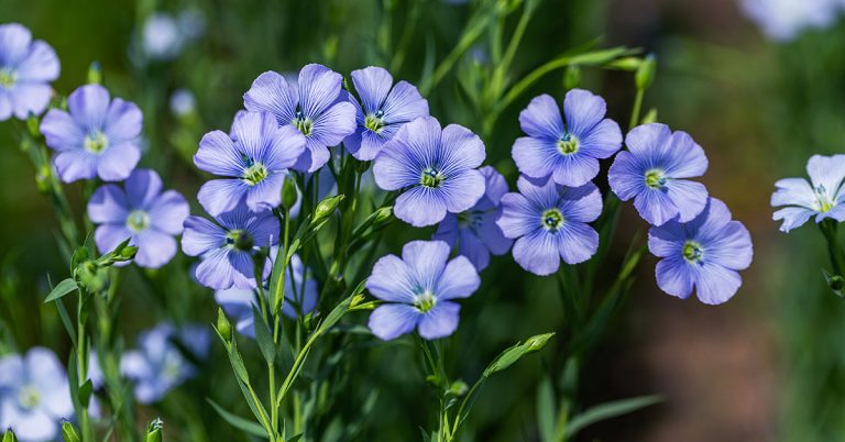 Blue Flax Growing & Care Guide - The Garden Magazine