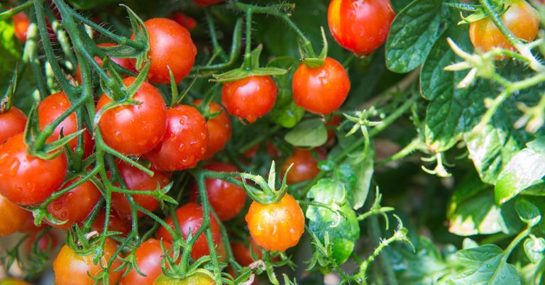 14 Tips for Growing Perfect Tomatoes - The Garden Magazine