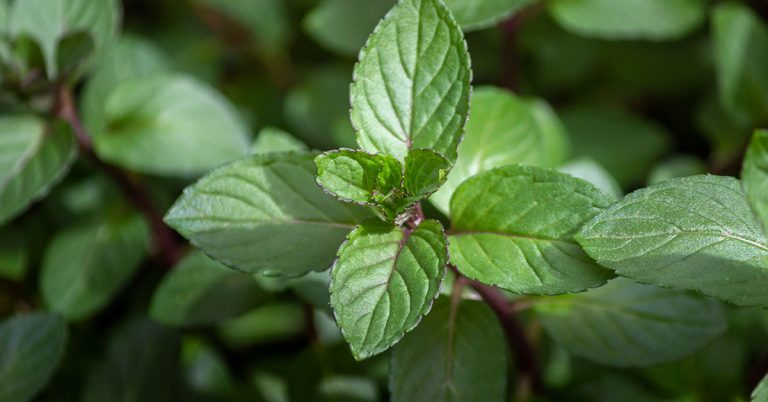Chocolate Mint Growing & Care Guide - The Garden Magazine