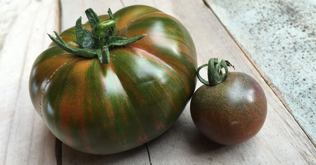Chocolate Stripes Tomato Growing & Uses - The Garden Magazine