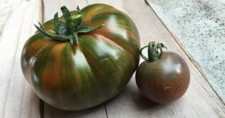 Chocolate Stripes Tomato Growing & Uses - The Garden Magazine