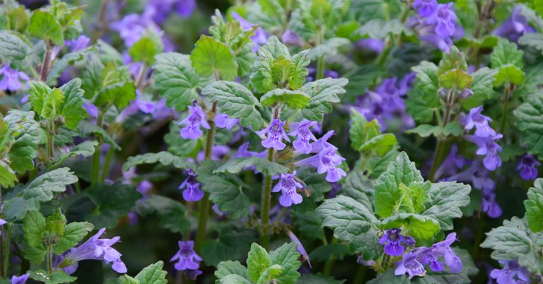 How To Get Rid Of Creeping Charlie - The Garden Magazine