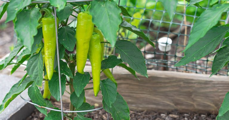 15 High-Yield Vegetables for Small Gardens - The Garden Magazine