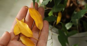 Why Is My Ficus Dying? Fixing A Dying Ficus - The Garden Magazine