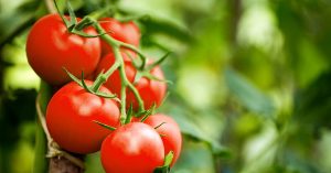 Fourth Of July Tomato Growing Guide - The Garden Magazine