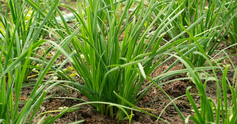 10 Natural Ways to Deter Pests from Your Garden - The Garden Magazine