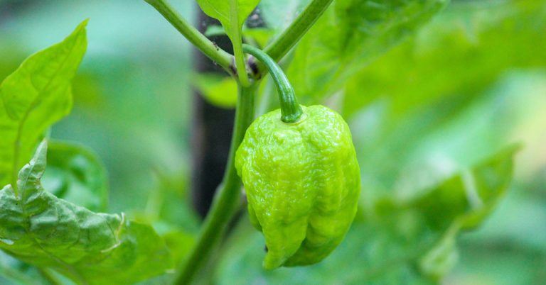 Ghost Pepper Growing & Care Guide - The Garden Magazine