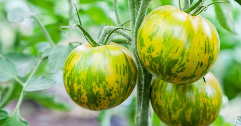 Green Zebra Tomato Growing & Care - The Garden Magazine