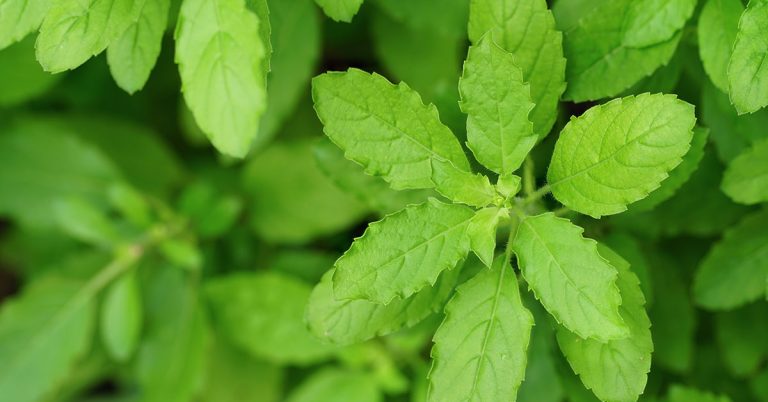 Plants with Spiritual and Religious Significance - The Garden Magazine