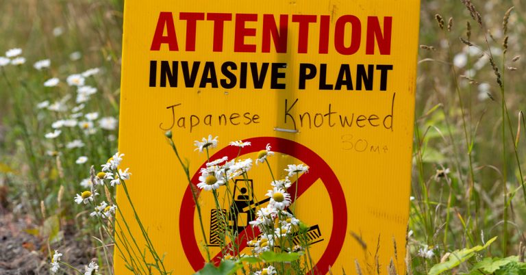 10 Common Invasive Plants That You Should Never Plant - The Garden Magazine