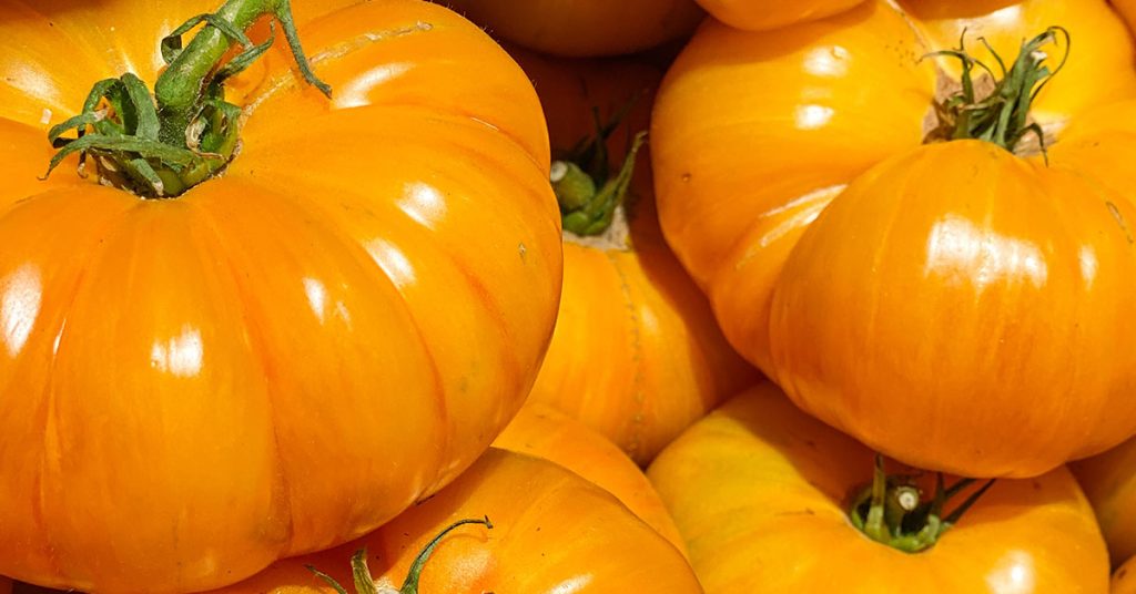 Kellogg's Breakfast Tomato Growing Guide - The Garden Magazine