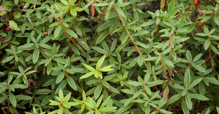 Labrador Tea Growing & Care Guide - The Garden Magazine